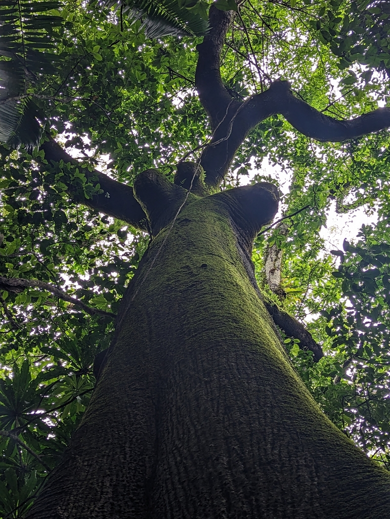 Kapok Tree from Ancón, Panama on June 17, 2023 at 04:49 PM by Andrew ...