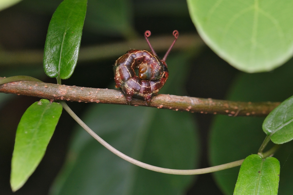 Gargetta divisa from 香港南丫島索罟灣 on May 26, 2023 at 06:23 AM by garypoon ...