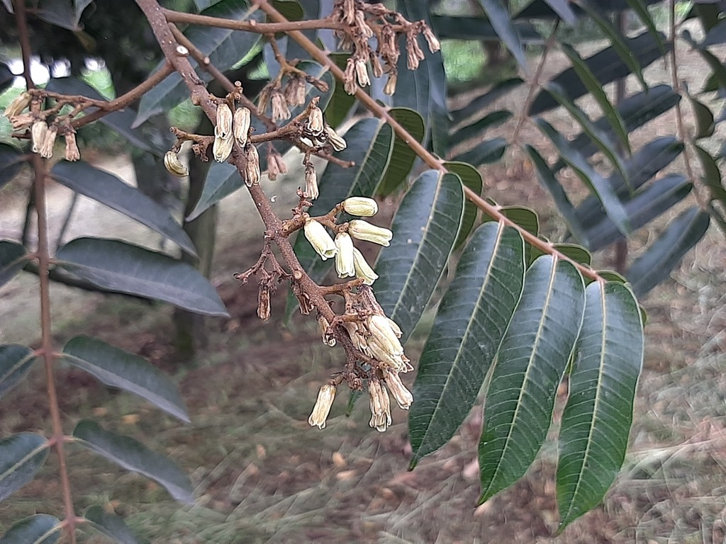 Andean Cedar from Avenida Carrera 86, Kennedy, Bogotá, Colombia on May ...