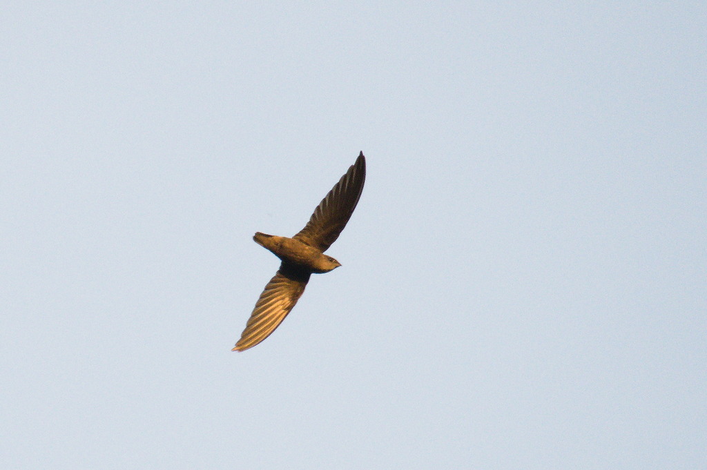 Short-tailed Swift from Riohacha, La Guajira, Colombia on June 7, 2023 ...