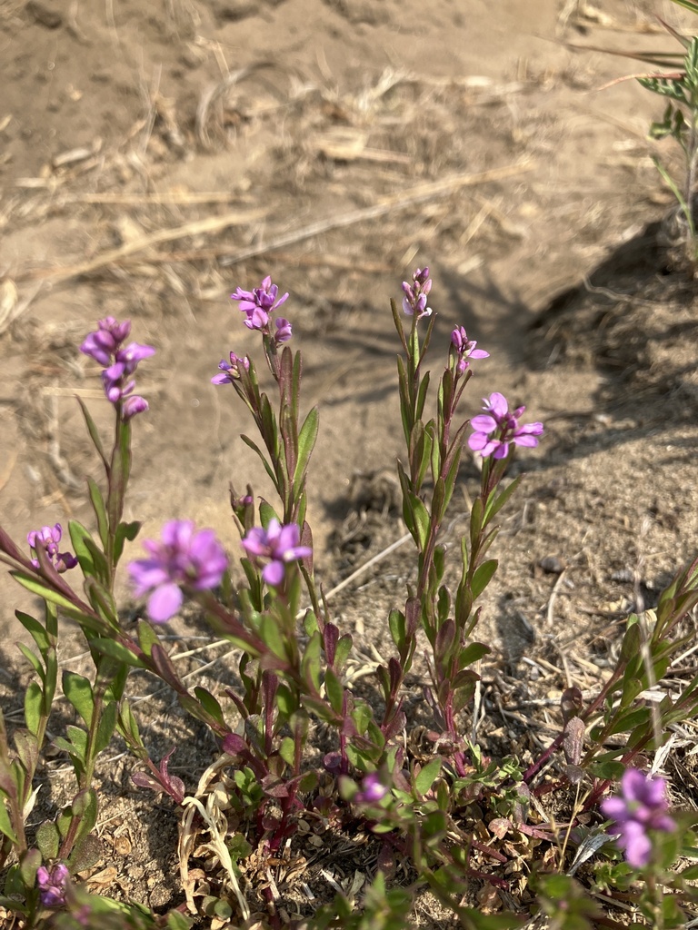 racemed milkwort from Sauk County, US-WI, US on June 17, 2023 at 11:32 ...