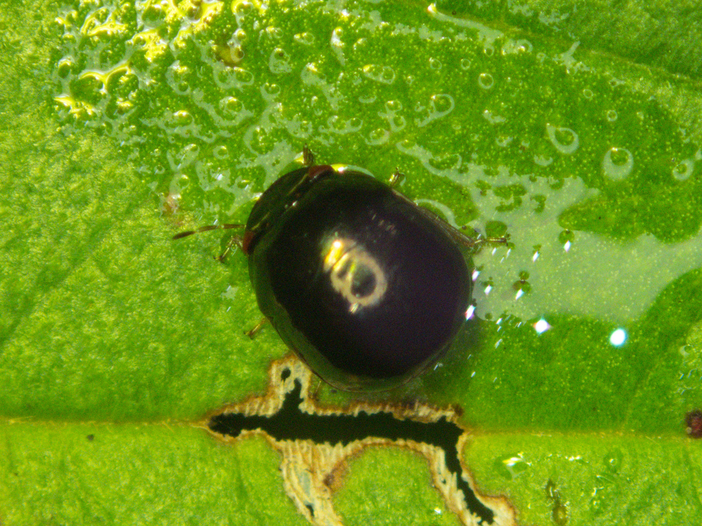 Brachyplatys subaeneus from Thma Bang, Cambodia on November 26, 2017 at ...