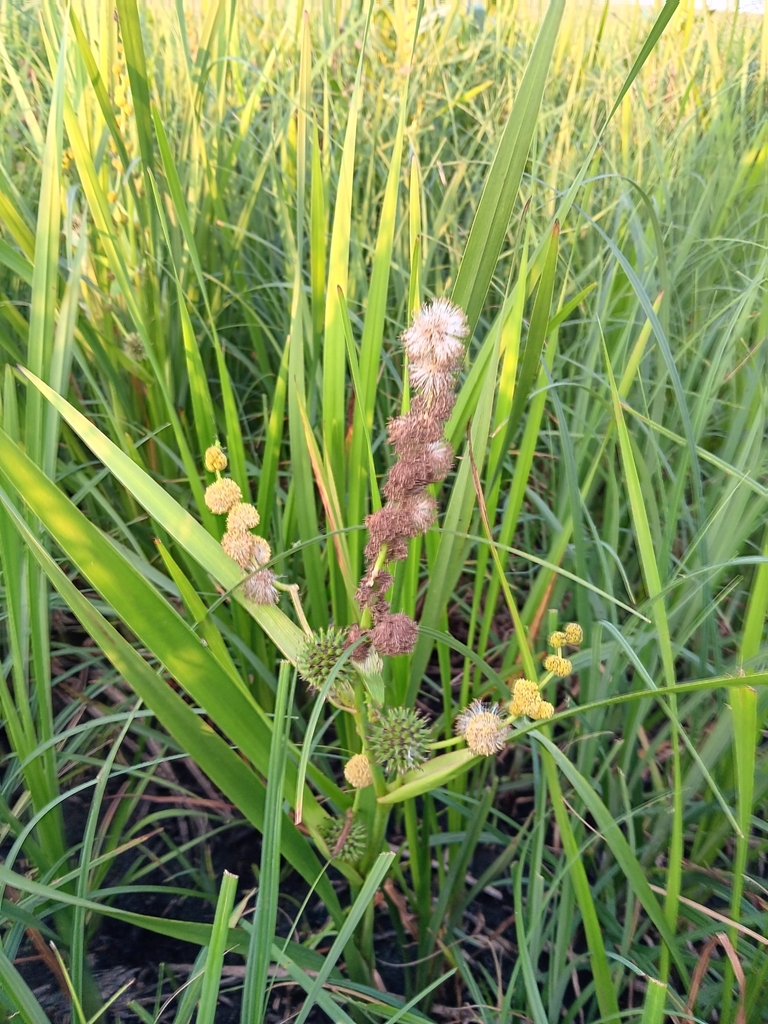 big bur-reed from Strasburg, ND 58573, USA on June 17, 2023 at 08:35 PM ...