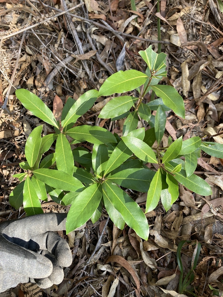 dicots from Binya Cl, Hornsby Heights, NSW, AU on June 18, 2023 at 11: ...