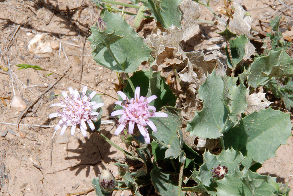 Dwarf Desert Peony (Flora of McDowell Sonoran Preserve) · iNaturalist