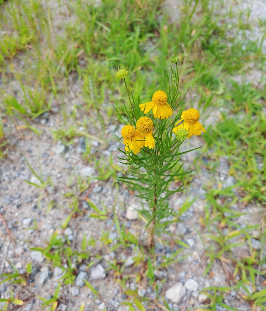 Bitterweed from Lilburn, GA 30047, USA on June 17, 2023 at 07:59 PM by ...