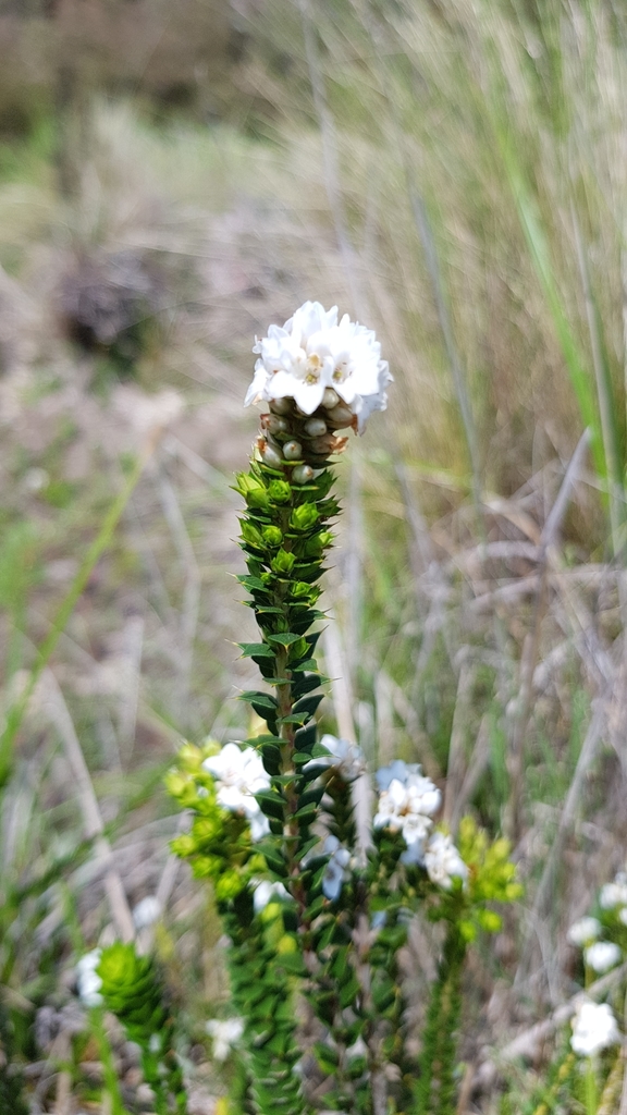 Epacris breviflora from Cotter Hut Rd, Cotter River ACT 2611, Australia ...