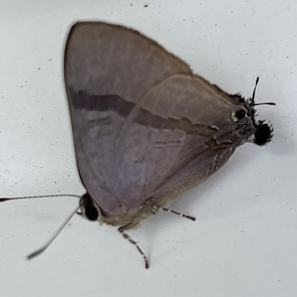 Indigo Flash from Dotswood, QLD, AU on June 17, 2023 at 07:28 AM by ...