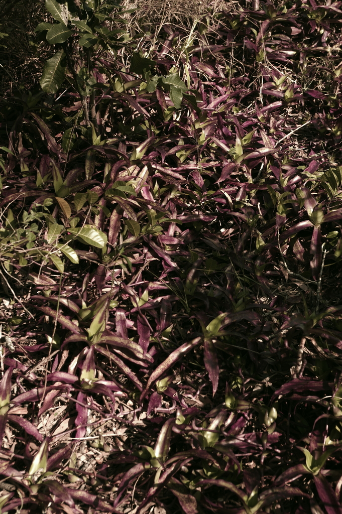 False Bromeliad Plant from Hervey Bay QLD 4655, Australia on June 16 ...