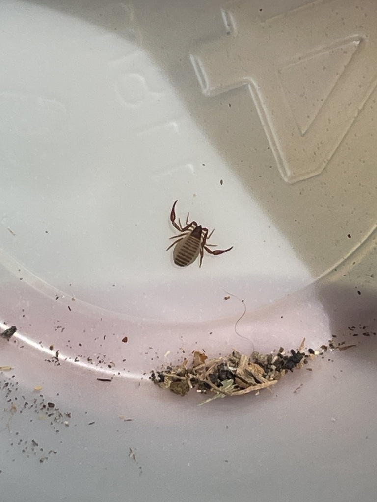 Cheliferidae from W Pillar Rd, Whitmore Lake, MI, US on June 17, 2023 ...