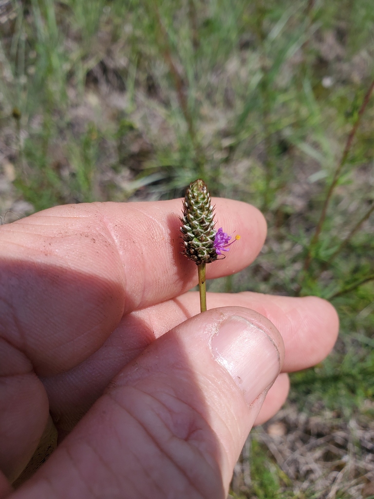 Slender Prairie Clover from Johnson County, TX, USA on May 23, 2023 at ...