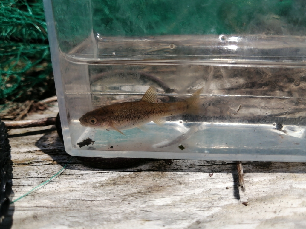 Rhynchocypris steindachneri from 日本 〒929-2201 on June 18, 2023 at 12:21 ...