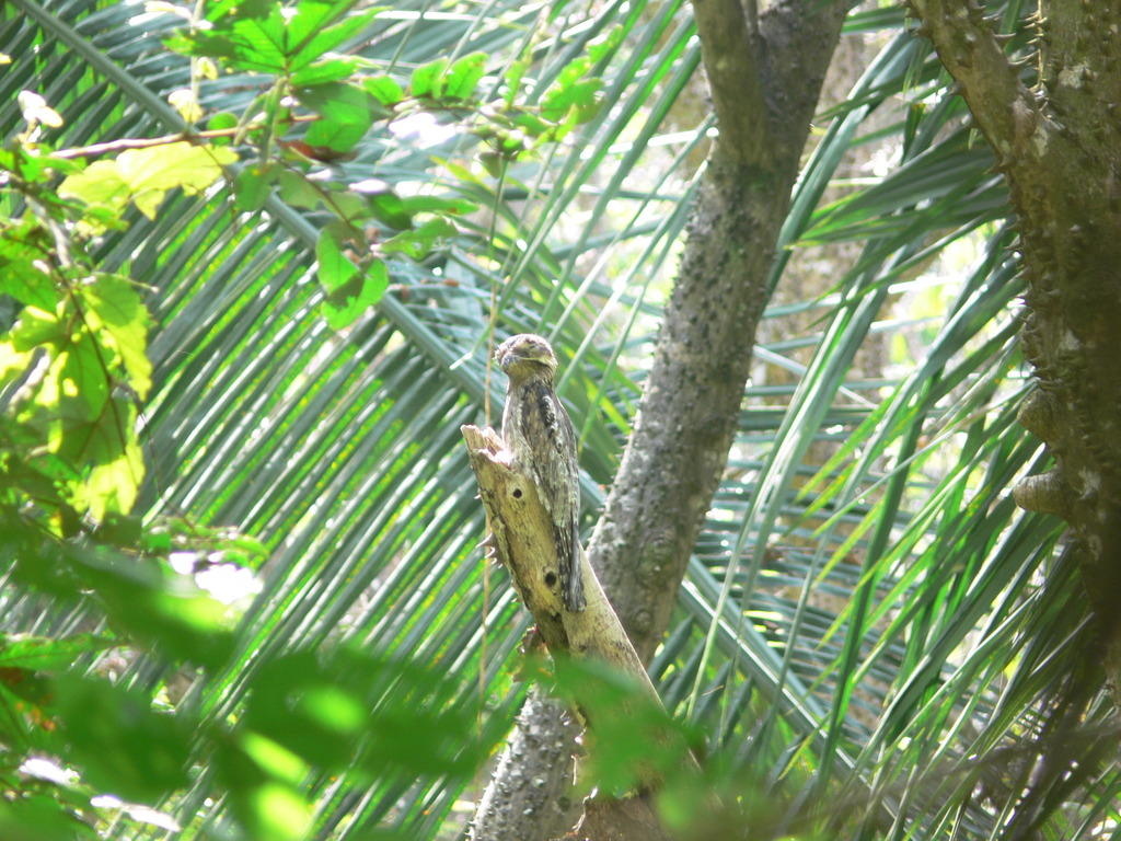 Common Potoo from Hacienda Baru, Dominical, Costa Rica on January 11 ...