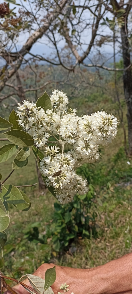 Spanish elm from Yopal, Casanare, Colombia on March 18, 2023 at 12:19 ...