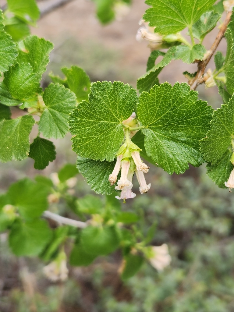 wax currant from San Bernardino National Forest, Riverside County, US ...