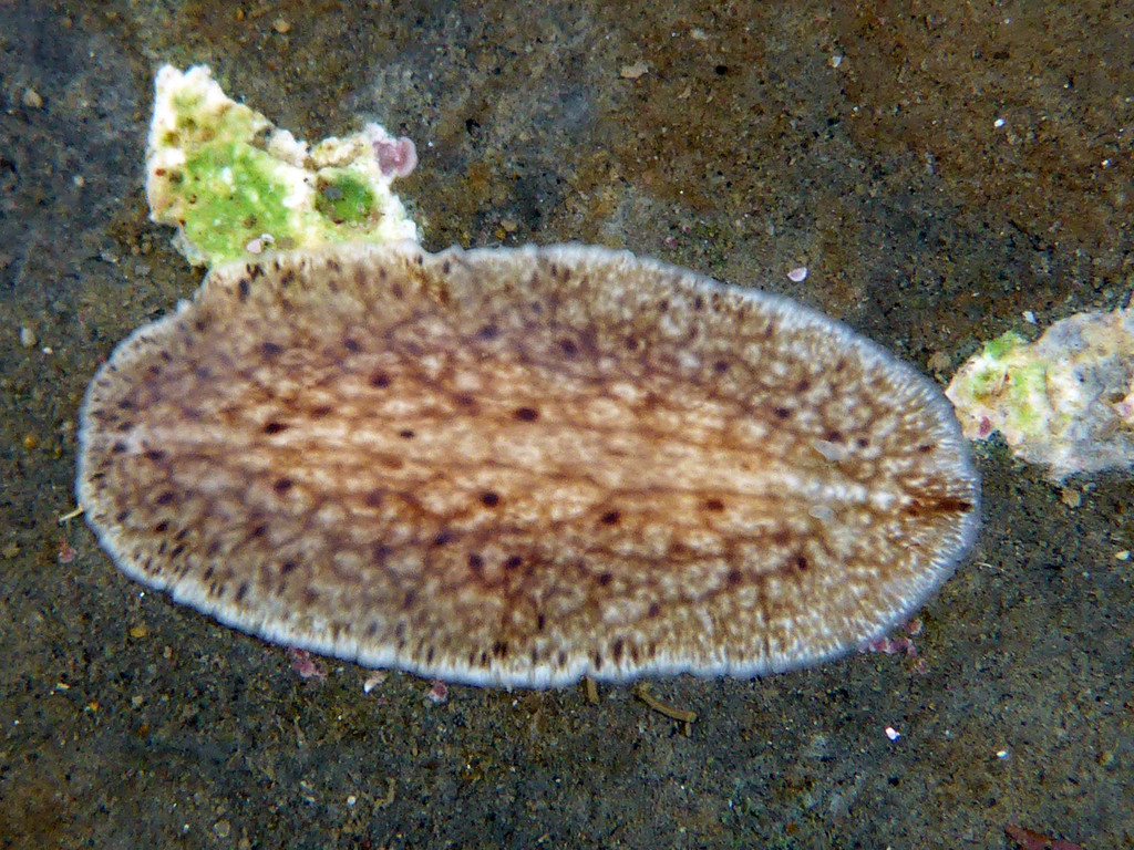 California Flatworm from San Mateo, California, United States on ...