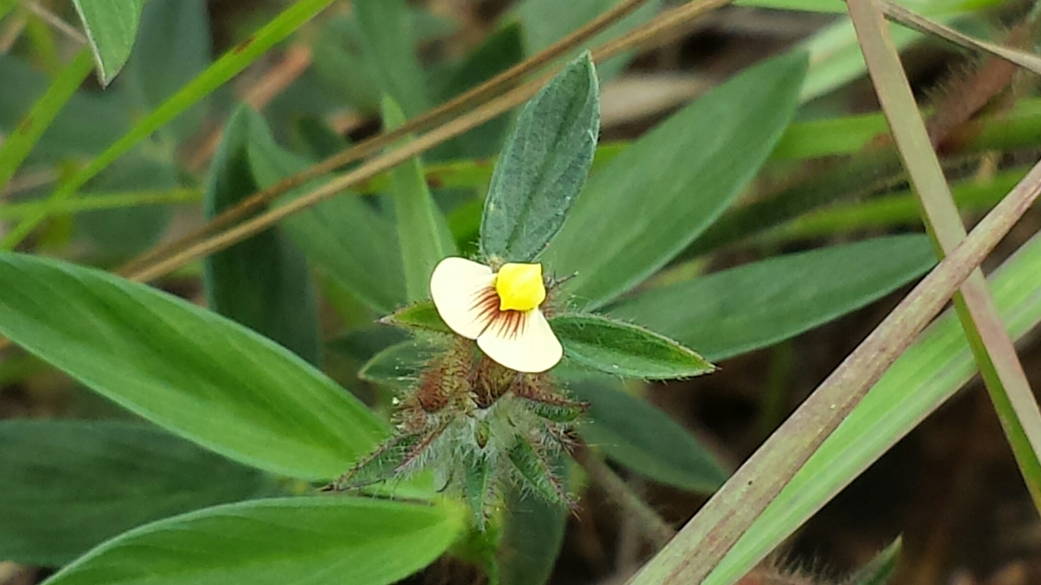 Stylosanthes guianensis (Aubl.) Sw.