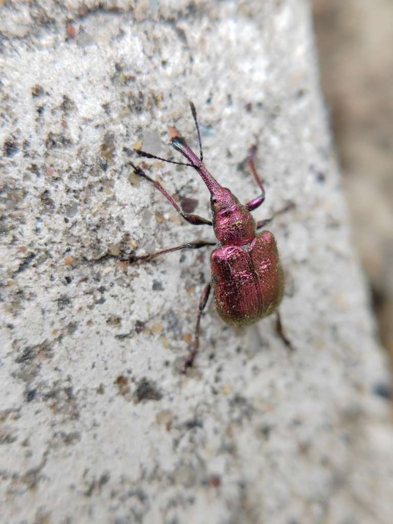 Rhynchites from 中国北京市海淀区 on May 5, 2023 at 11:53 AM by Yushi Wang ...