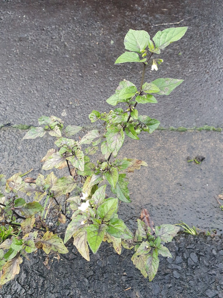 black nightshade from Glen Eden, Auckland, New Zealand on June 17, 2023 ...