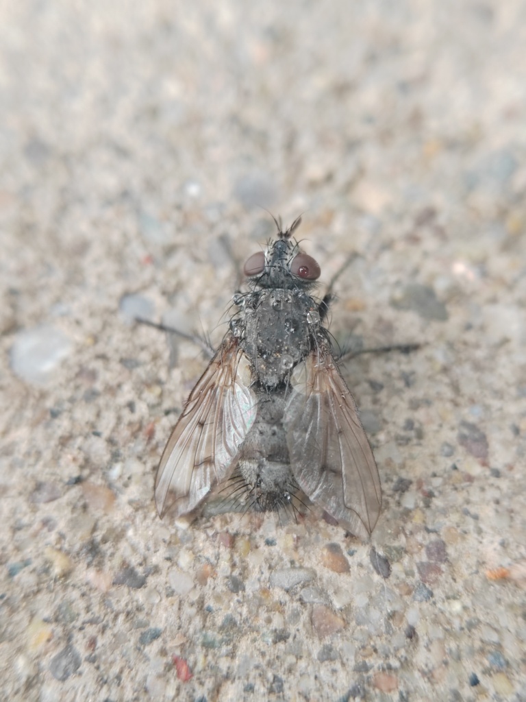 Campylocheta from 中国北京市海淀区 on May 5, 2023 at 12:11 PM by Yushi Wang ...