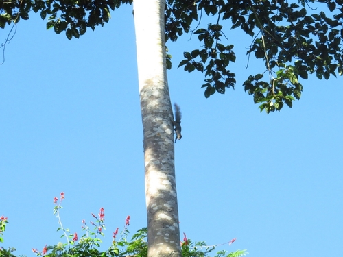 Belly-banded Squirrel (Subspecies Callosciurus erythraeus flavimanus ...