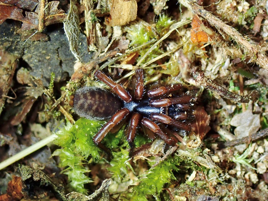 Damarchus workmani from Pahang #1, Malaysia on April 14, 2023 at 12:15 ...