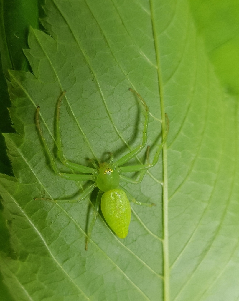 Oxytate striatipes from 221 Toyama, Minami Ward, Sapporo, Hokkaido 061 ...