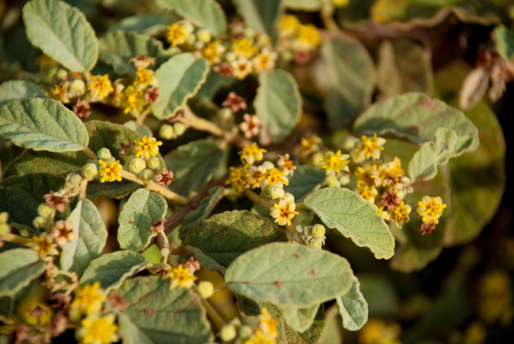 Androcalva loxophylla from Petermann NT 0872, Australia on September 14 ...