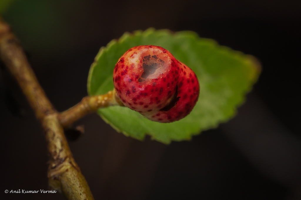 Dhaman (Grewia tiliifolia) - Botanical Realm