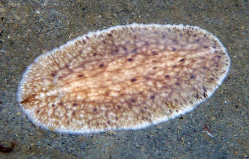California Flatworm (Polyclad flatworms of California) · iNaturalist