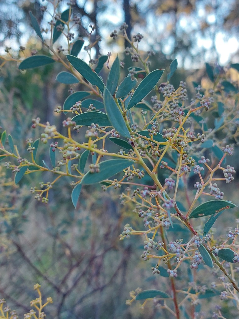 box-leaved wattle from Capertee NSW 2846, Australia on June 18, 2023 at ...