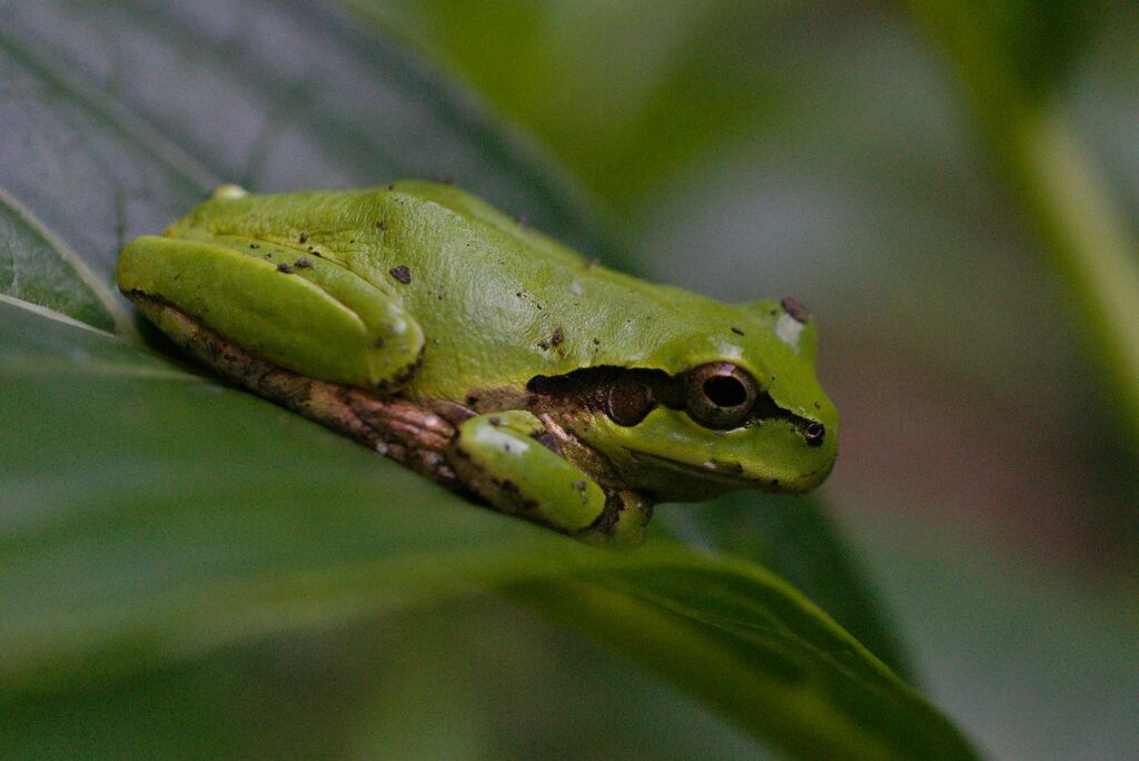 Japanese Tree Frog from Kanagawa, Japan on June 17, 2023 by Mei Li P ...