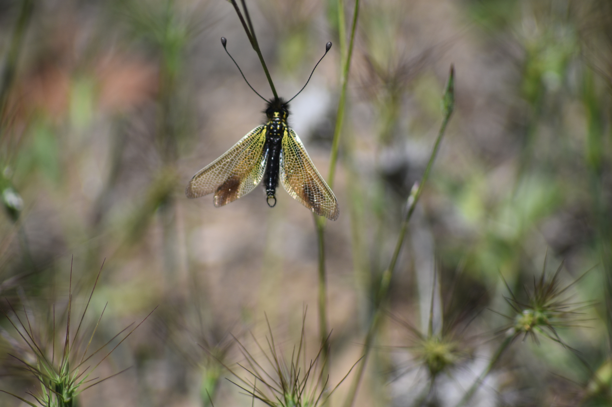 Libelloides ictericus (Charpentier, 1825)