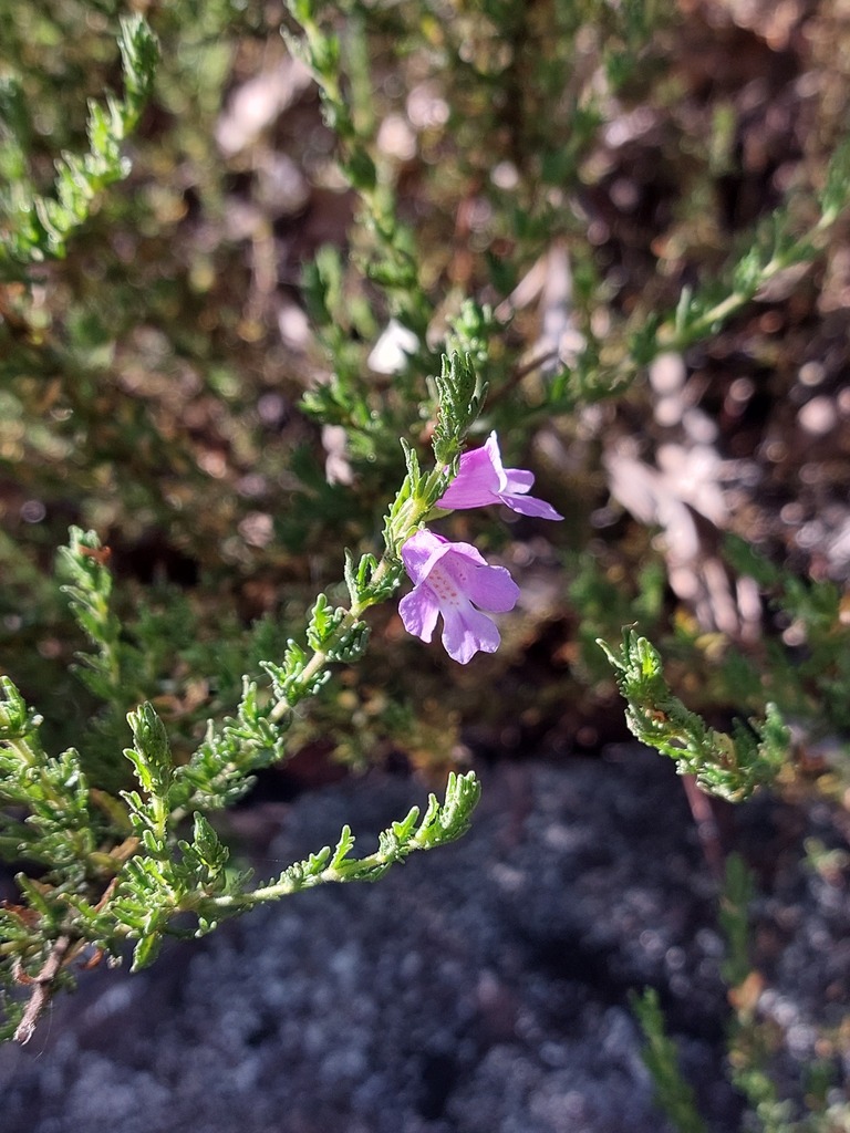 Prostanthera cryptandroides from Glen Davis NSW 2846, Australia on June ...