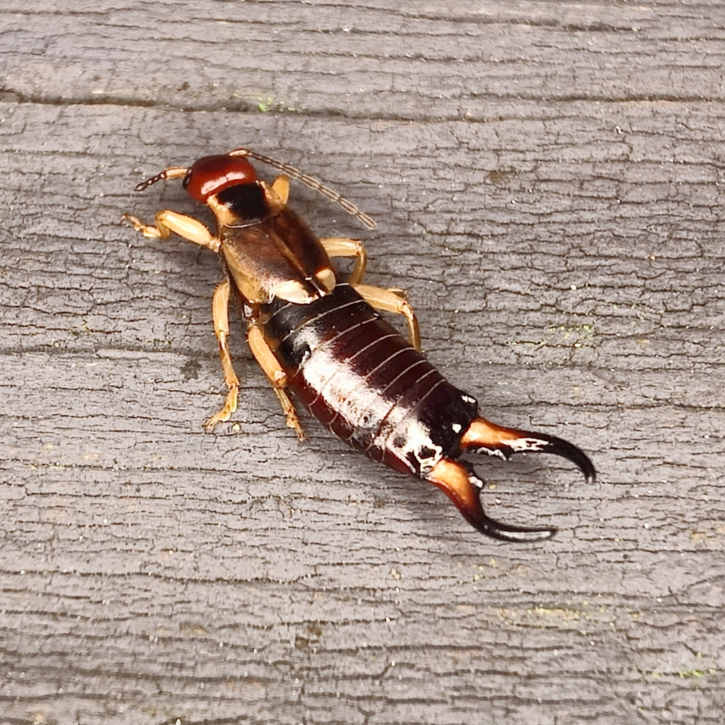 European Earwig in June 2023 by David · iNaturalist