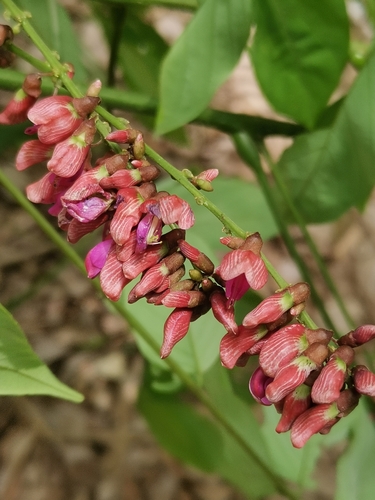 Fordia microphylla · iNaturalist