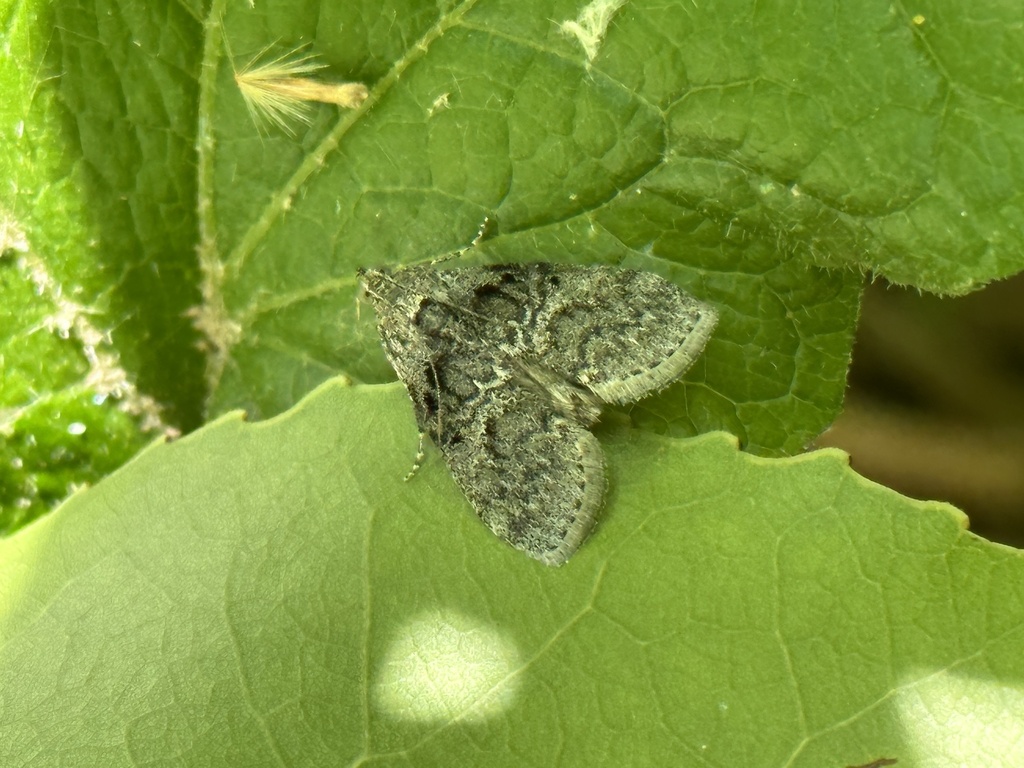 Maple Webworm Moth from Darby Creek, OH, US on June 17, 2023 at 02:03 ...