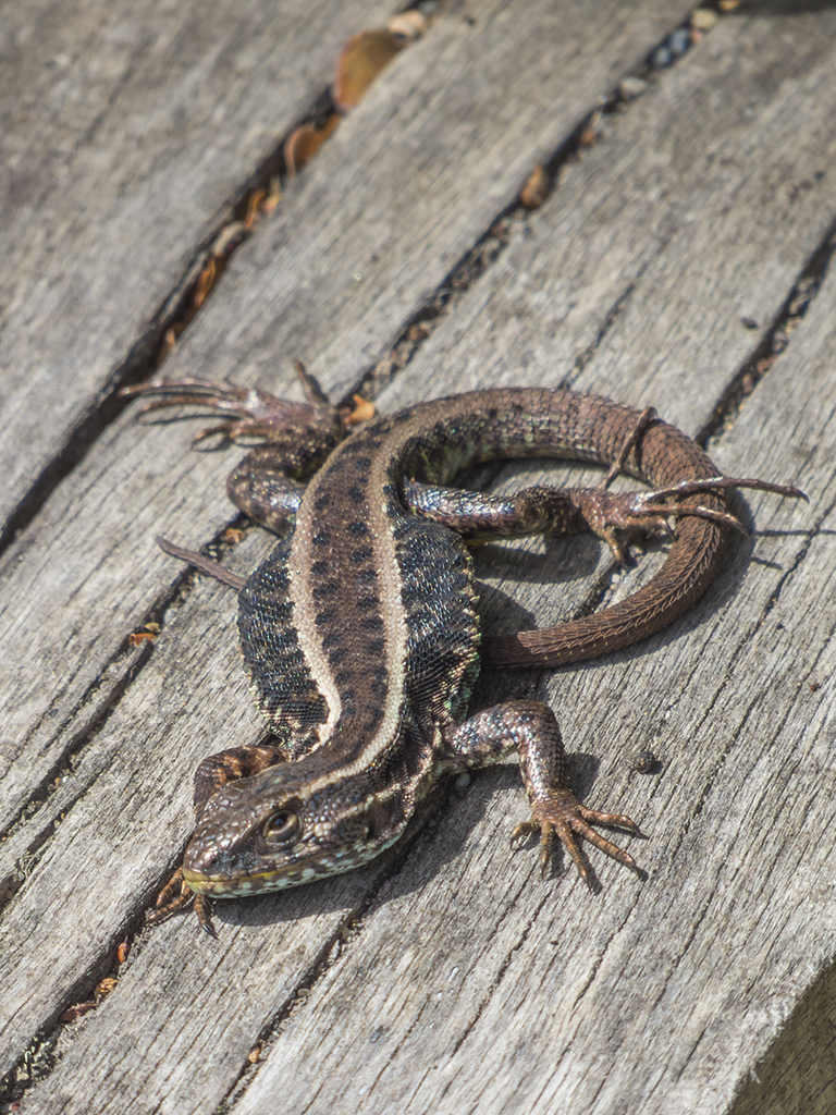 (Liolaemus pictus chiloeensis) - Snakes and Lizards