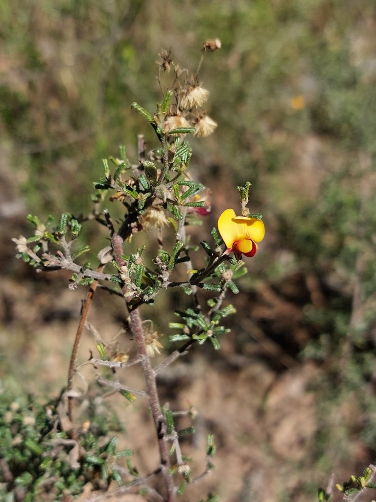 Rough Bush-pea from Bogee NSW 2849, Australia on June 18, 2023 at 11:59 ...