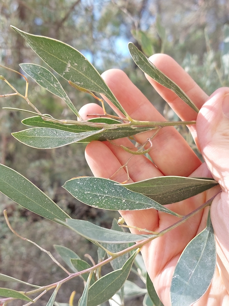 Acacia penninervis from Bogee NSW 2849, Australia on June 18, 2023 at ...