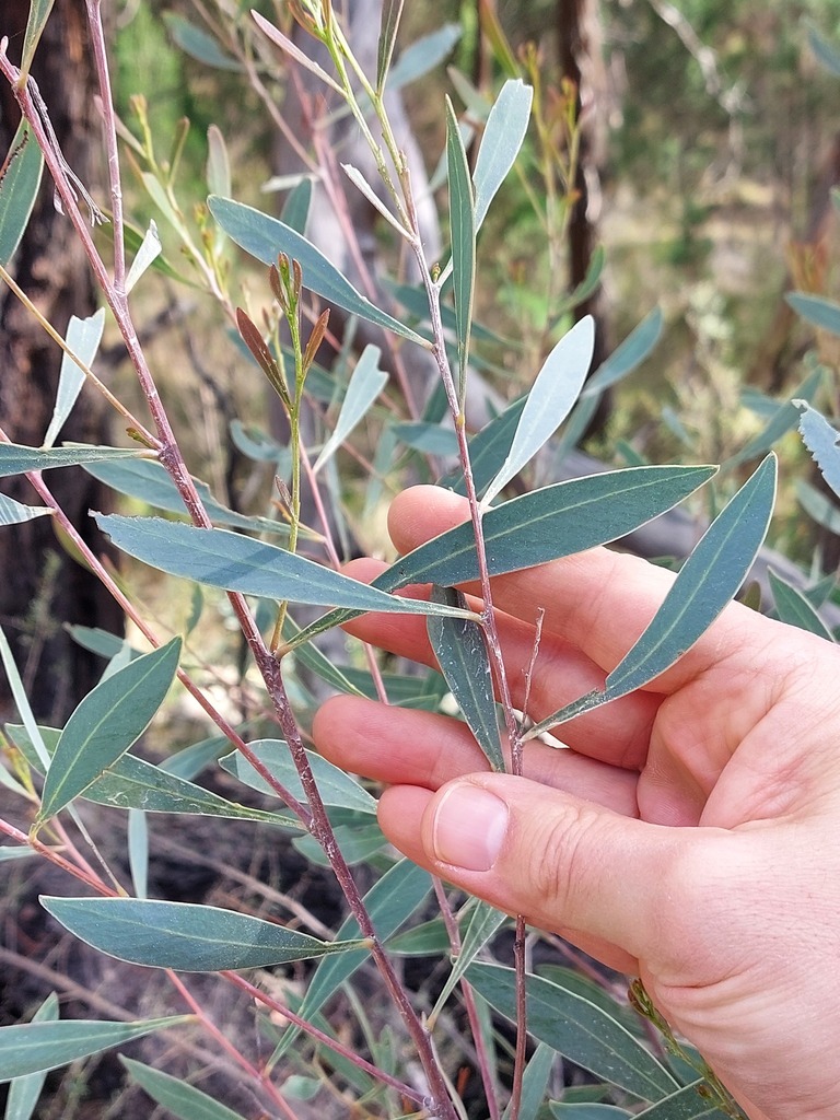 Acacia penninervis from Bogee NSW 2849, Australia on June 18, 2023 at ...