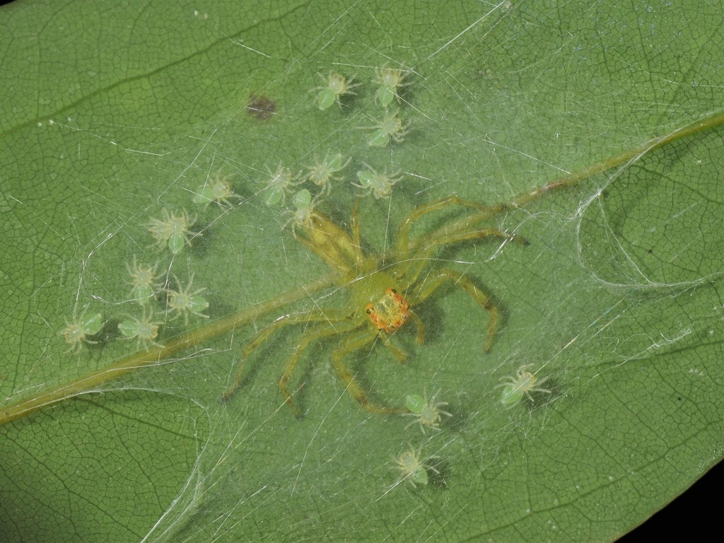 Epeus glorius from 中国广东省广州市天河区 on September 18, 2018 at 06:08 PM by 蝇虎 ...