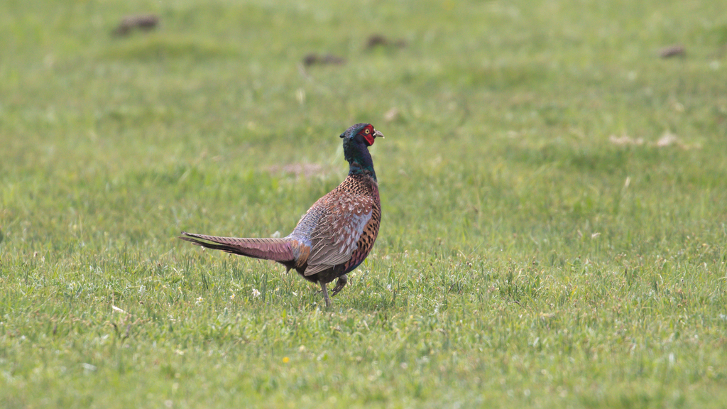 Satchu Oasis pheasant (Phasianus colchicus satscheuensis) - Avian Discovery