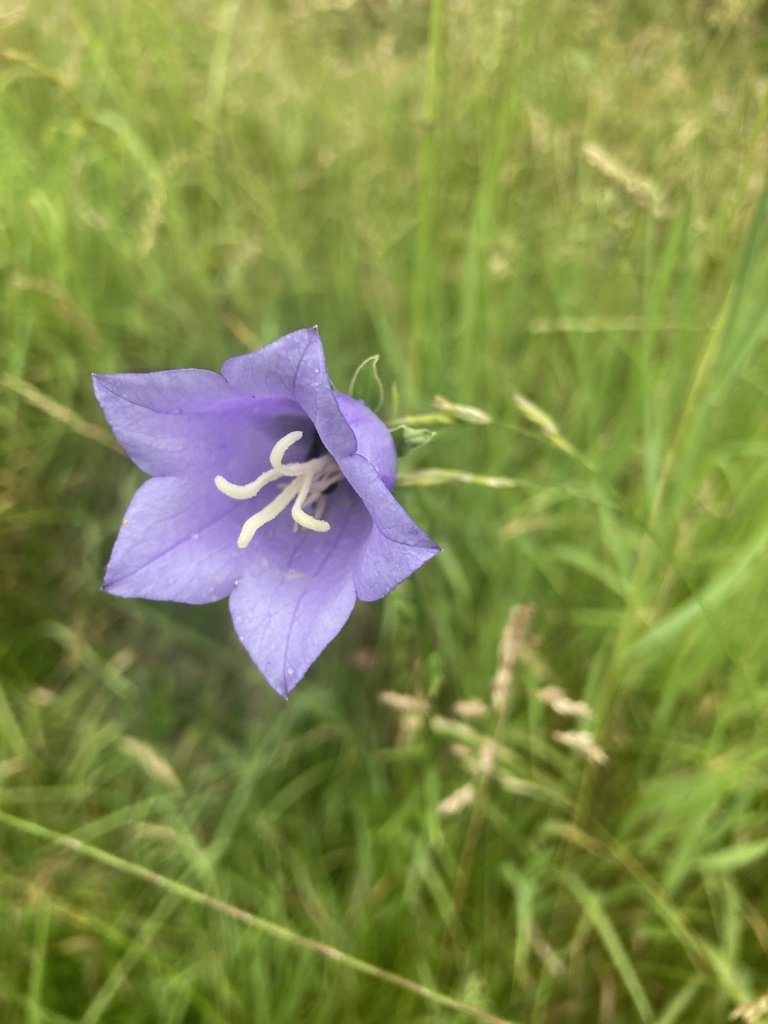 Common Harebell from South Downs National Park, Lewes, England, GB on ...