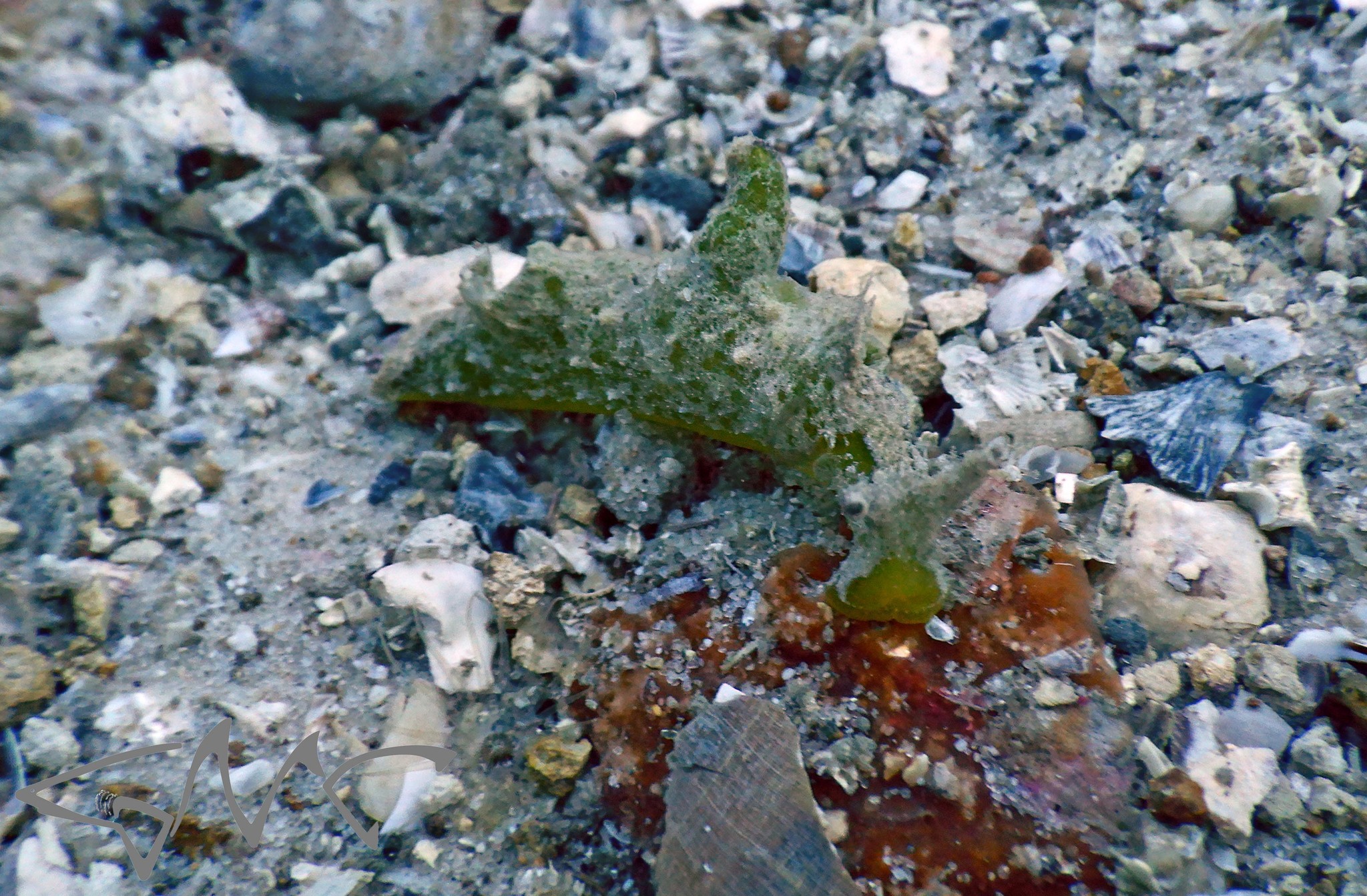 Elysia tomentosa K.R.Jensen, 1997