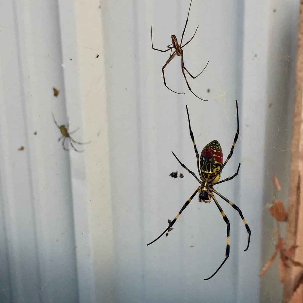 Joro Spider from Mokpo, Mokpo, South Jeolla, KR on October 13, 2018 at ...
