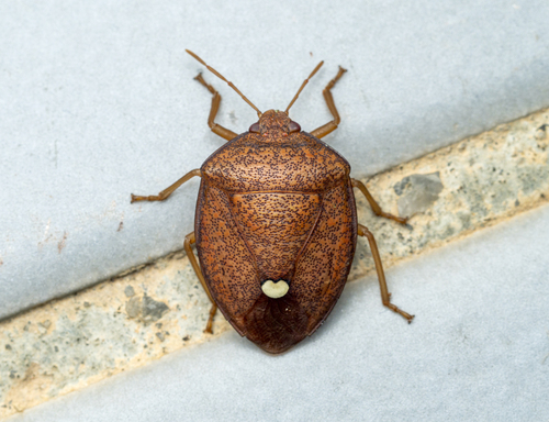 Genus Hippotiscus · iNaturalist