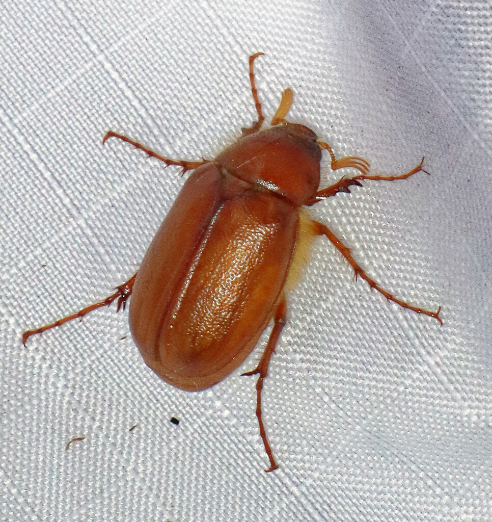 June Beetles from Plano, TX, USA on June 17, 2023 at 09:09 PM by Jean ...