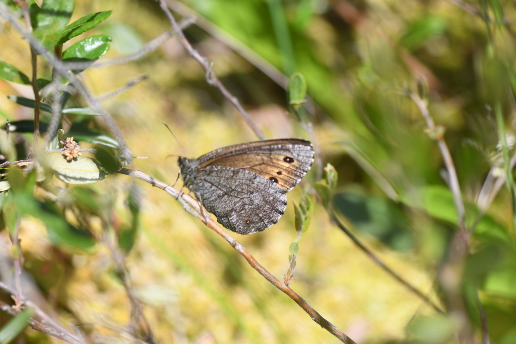 Jutta Arctic from Forest County, WI, USA on June 11, 2023 at 01:50 PM ...
