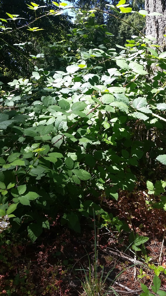 Himalayan Blackberry from Washington County, OR, USA on August 07, 2018 ...
